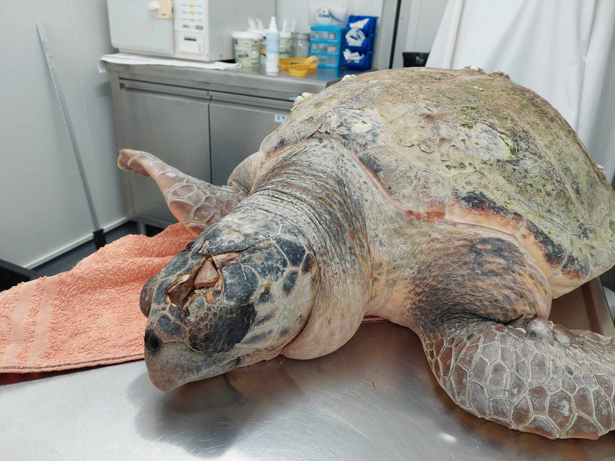 Sea turtles in the Rescue Centre - ARCHELON - Τhe Sea Turtle Protection ...