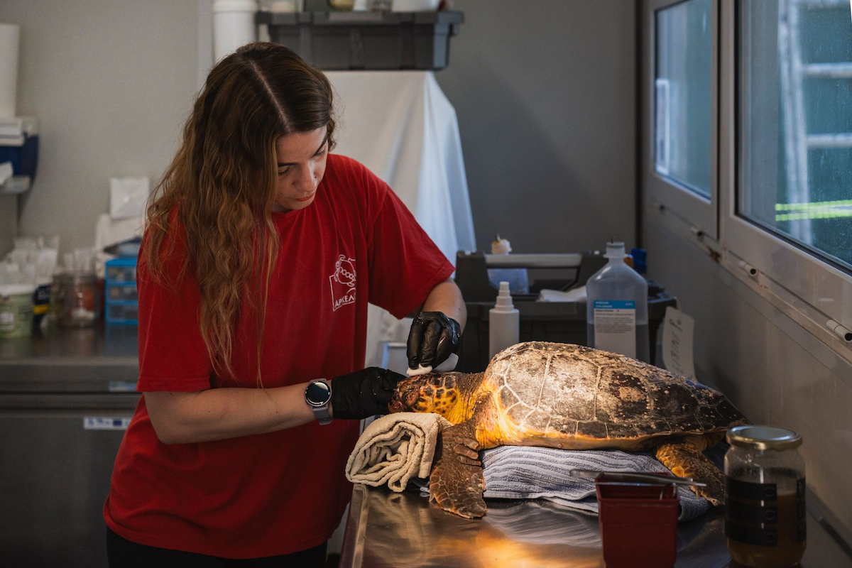 An injured Loggerhead sea turtle returns to the ARCHELON Rescue Centre ...