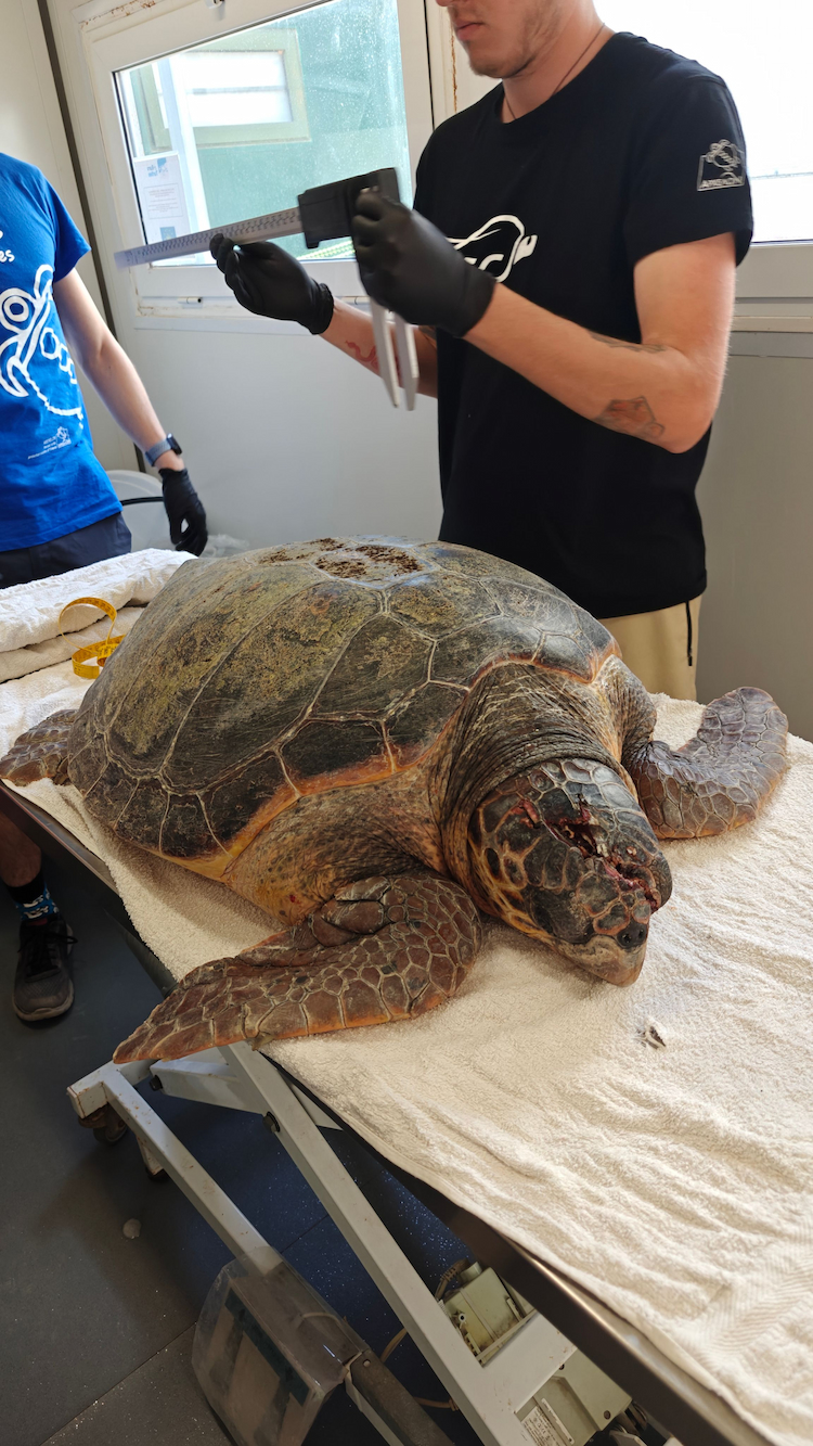 Sea turtles in the Rescue Centre - ARCHELON - Τhe Sea Turtle Protection ...