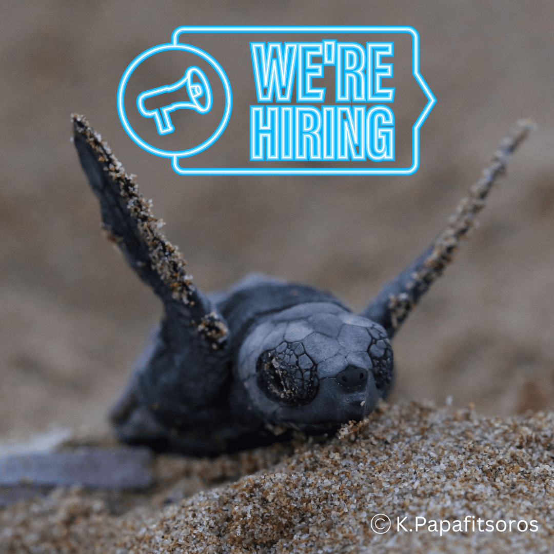 ARCHELON - Τhe Sea Turtle Protection Society of Greece