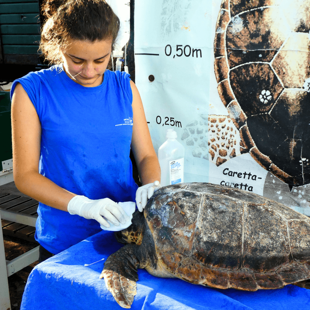 Population data & Conservation reports - ARCHELON - Τhe Sea Turtle ...