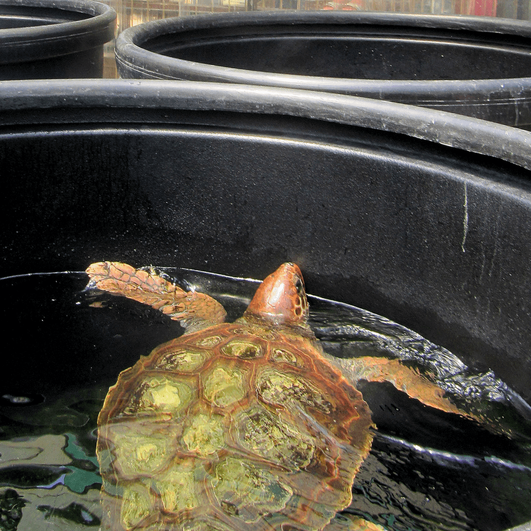Conservation efforts - ARCHELON - Τhe Sea Turtle Protection Society of ...
