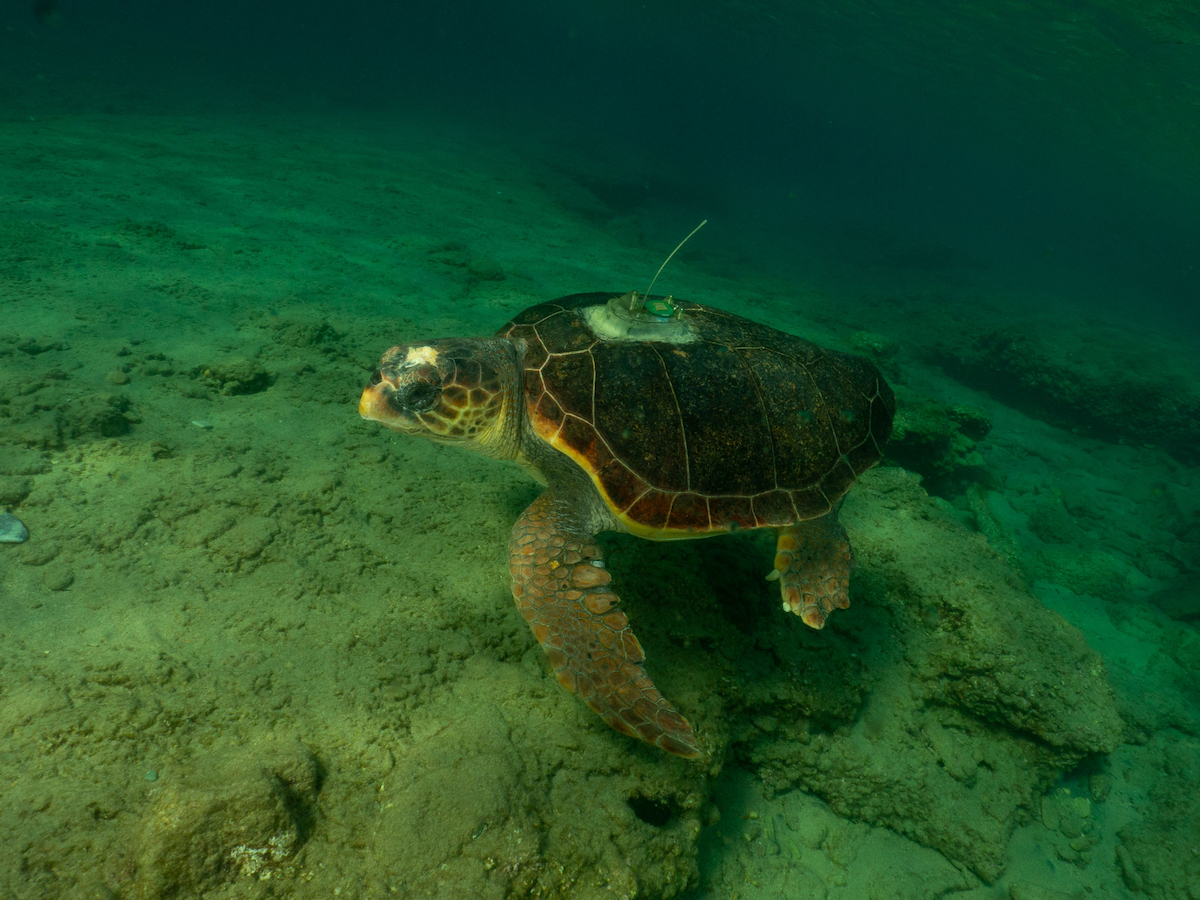 ARCHELON - Τhe Sea Turtle Protection Society of Greece