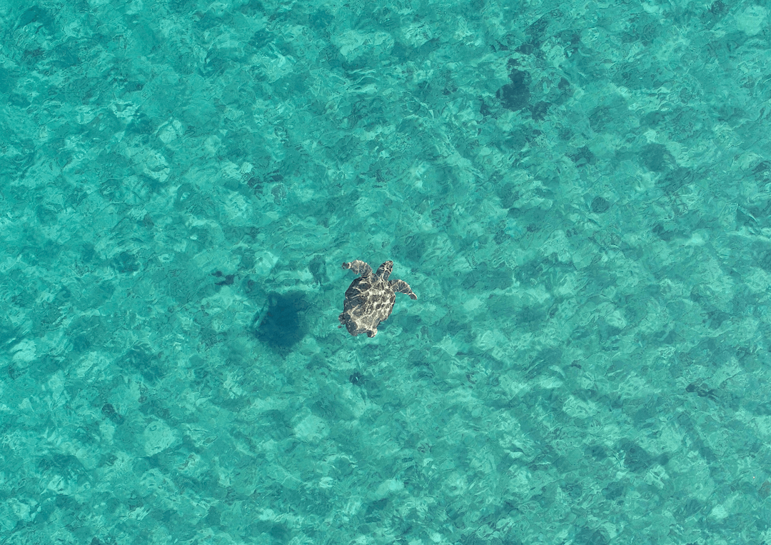 Population data & Conservation reports - ARCHELON - Τhe Sea Turtle ...