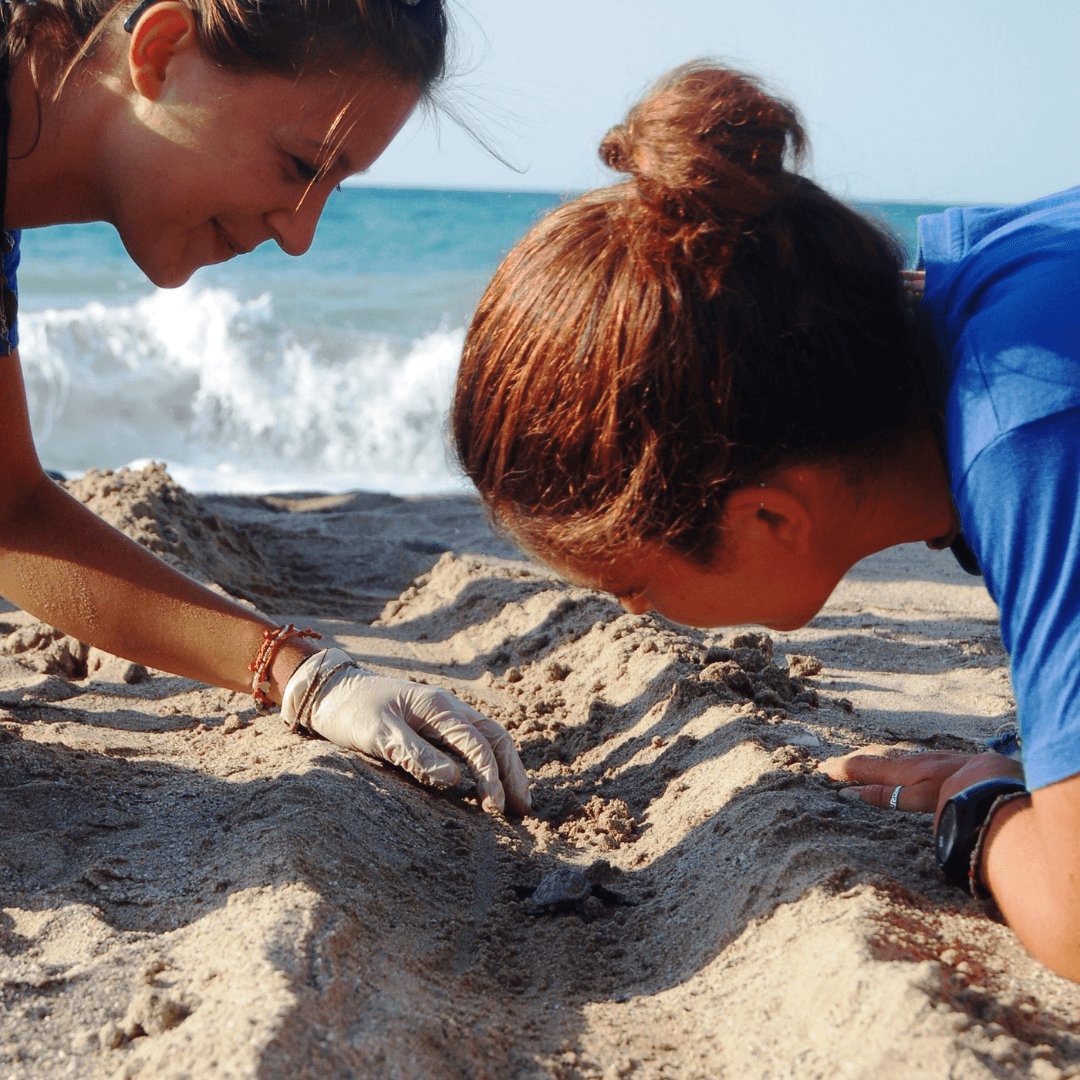 ARCHELON - Τhe Sea Turtle Protection Society of Greece