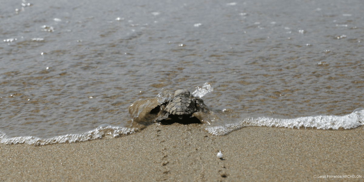 ARCHELON - Τhe Sea Turtle Protection Society of Greece