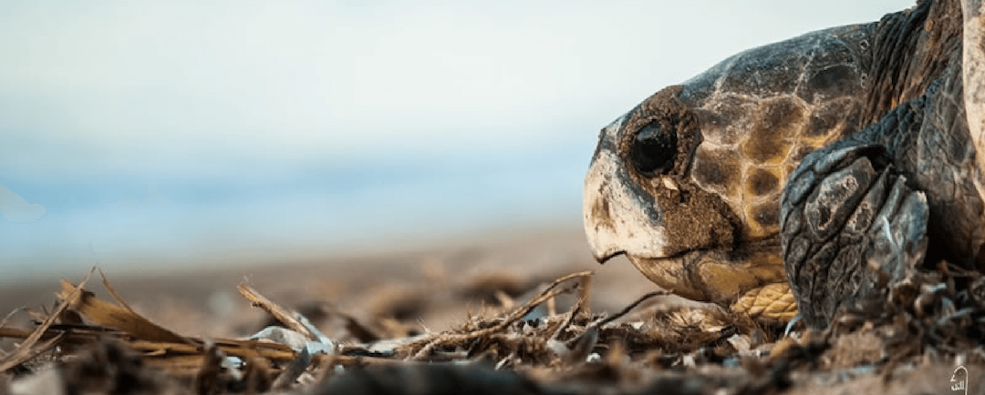 ABOUT US - ARCHELON - Τhe Sea Turtle Protection Society of Greece