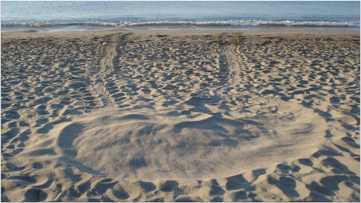 World Sea Turtle Day: We can all live together! - ARCHELON - Τhe Sea ...