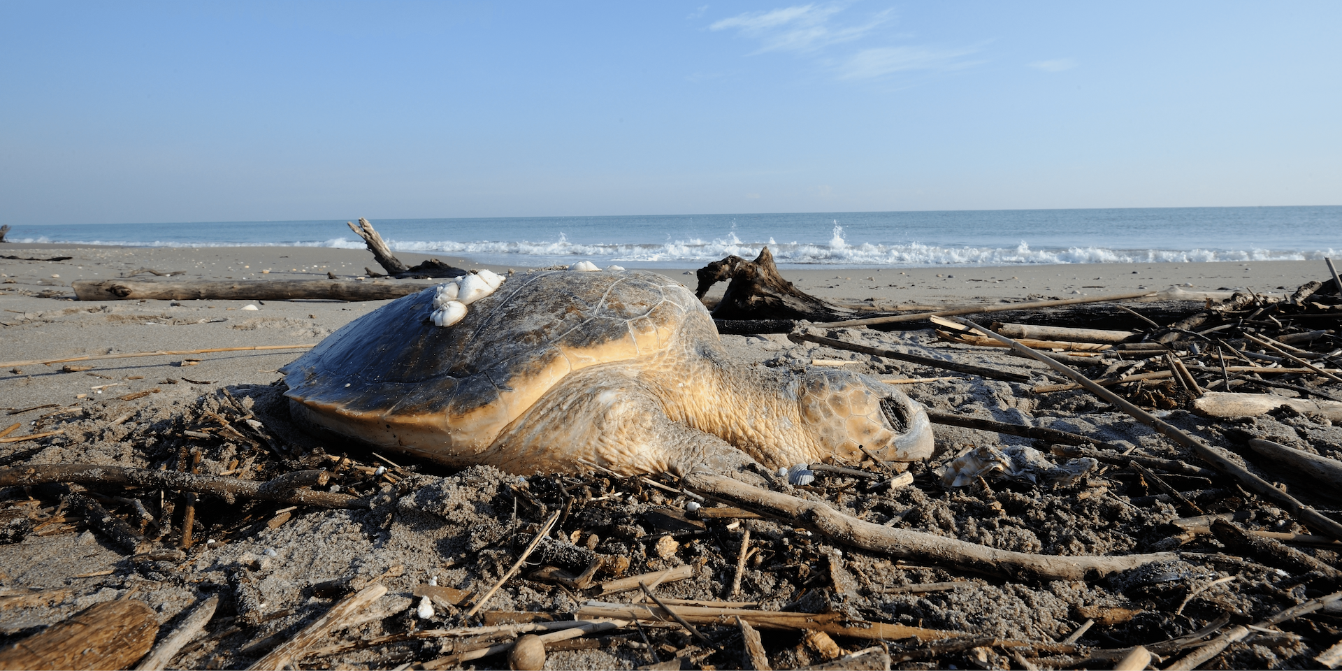 Like a Turtle on its back: My Archelon Experience - ARCHELON - Τhe Sea ...