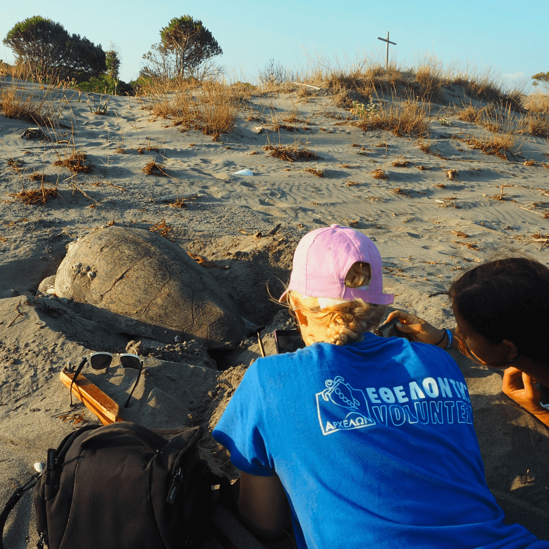 ABOUT US - ARCHELON - Τhe Sea Turtle Protection Society of Greece