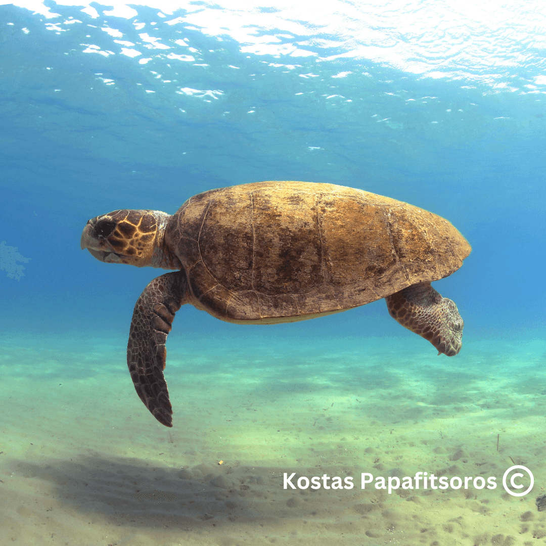 ABOUT US - ARCHELON - Τhe Sea Turtle Protection Society of Greece